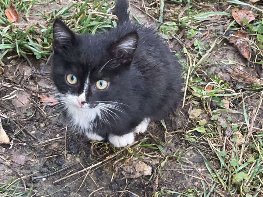 Шанс для 2-х месячного котёнка найти семью