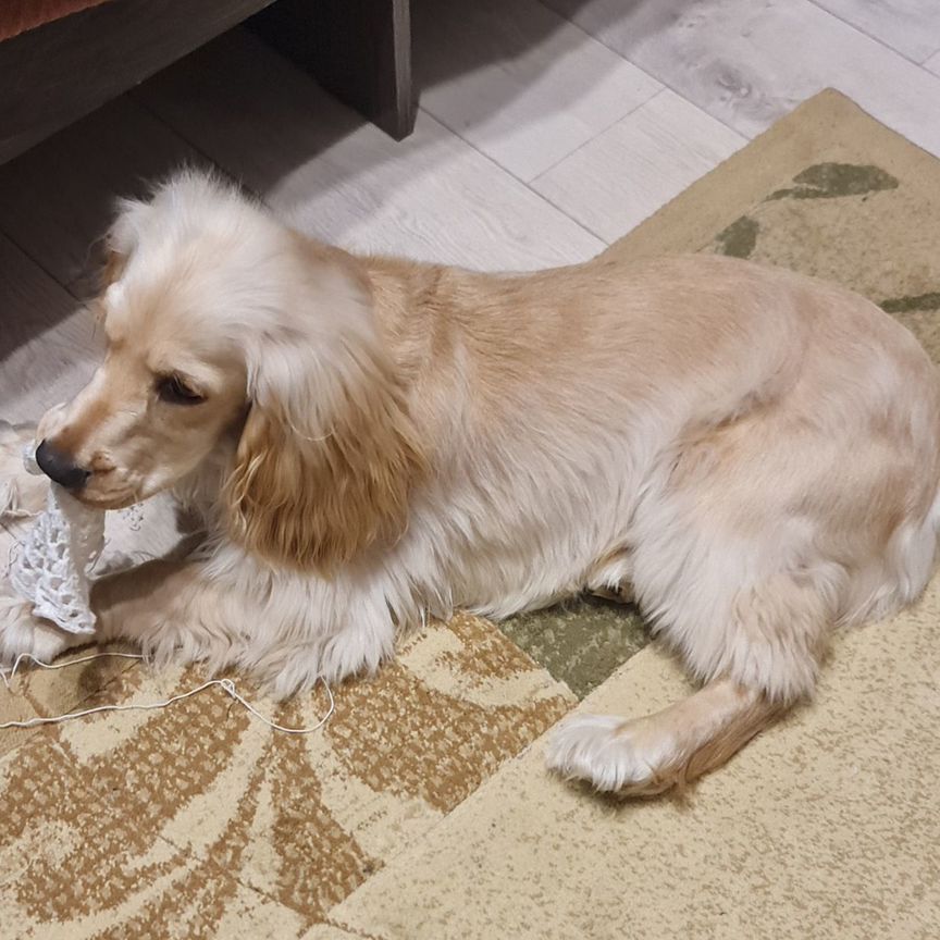 Английский кокер-спаниель, взрослая собака