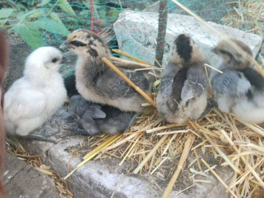 Цыплята лакендази