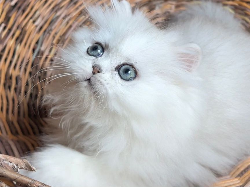 Персидская шиншилла