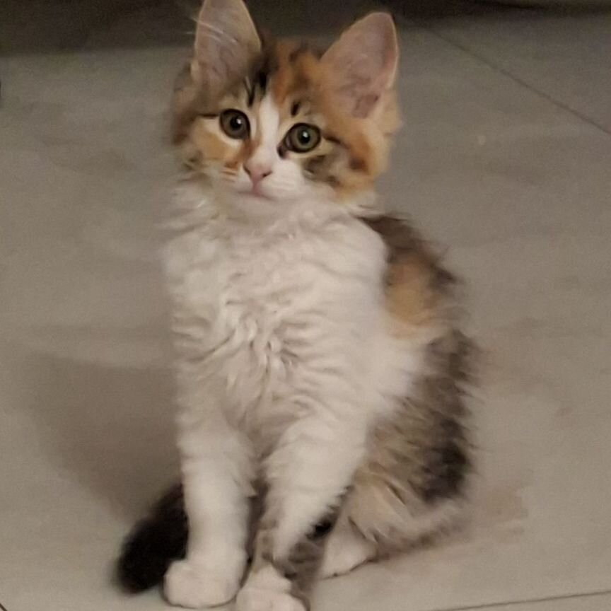 Котёнок в добрые руки
