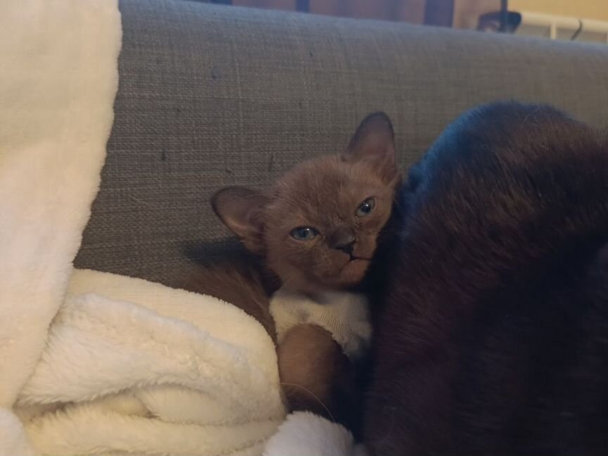 Бурманская кошка