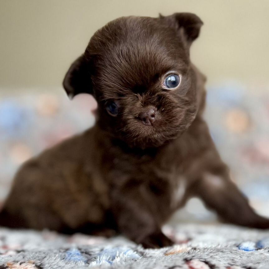 Чихуахуа, щенок