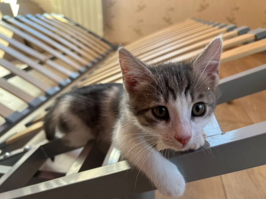 Котята в добрые руки бесплатно