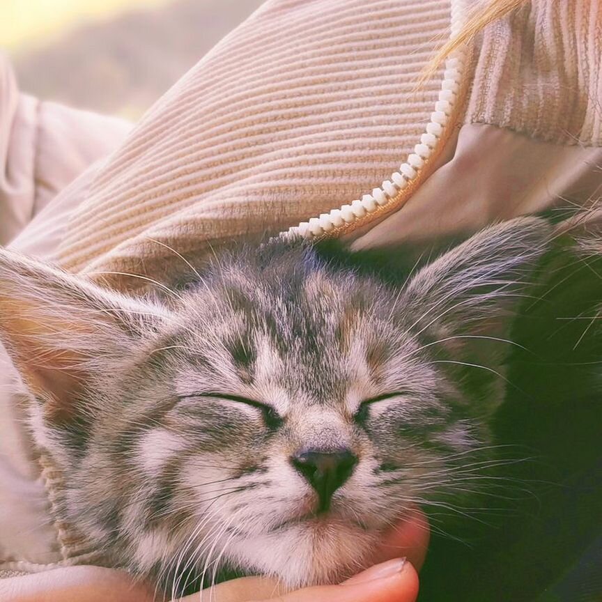 Котёнок в добрые руки