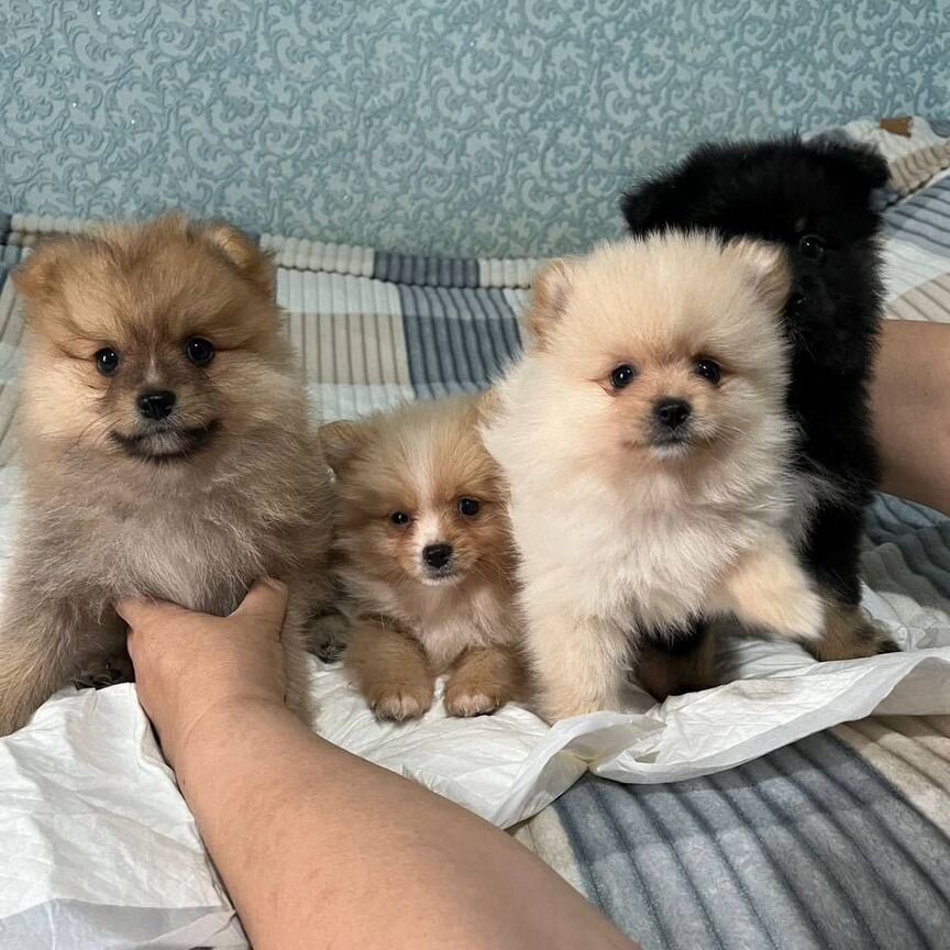Немецкий шпиц, щенок