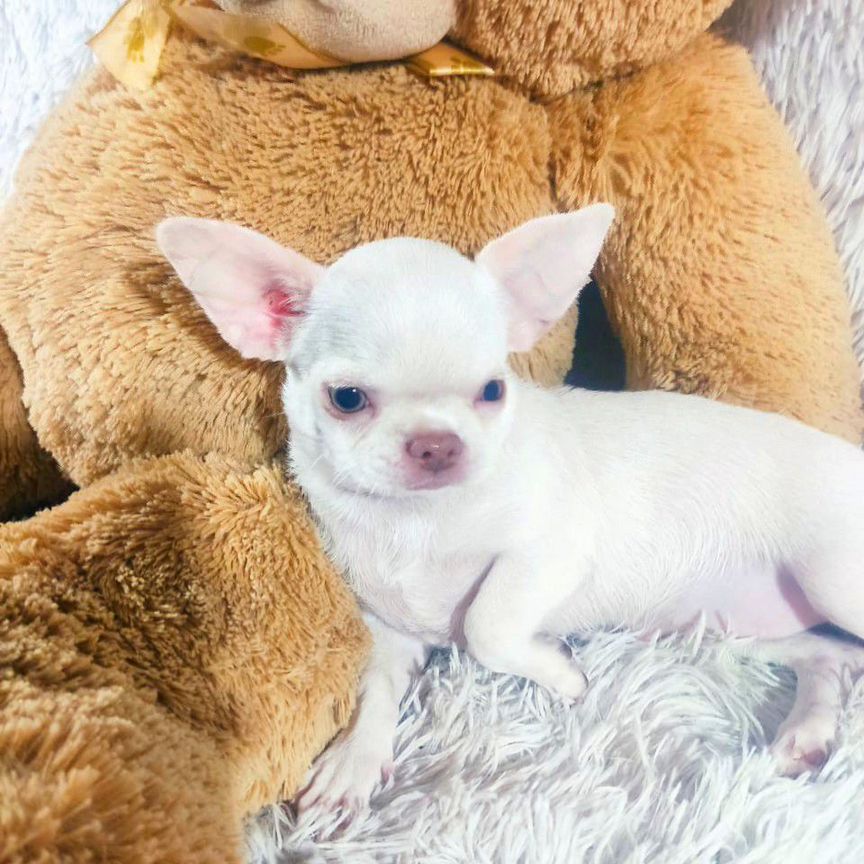 Щенки чихуахуа