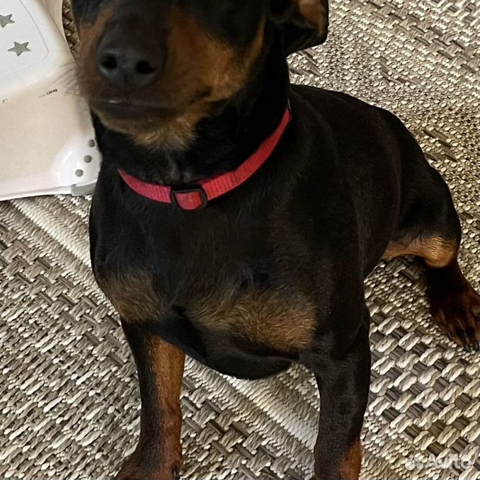 Ищем девочку для связки