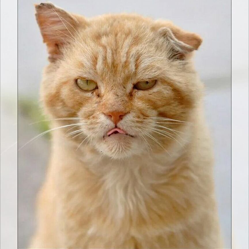 Взрослый кот в добрые руки