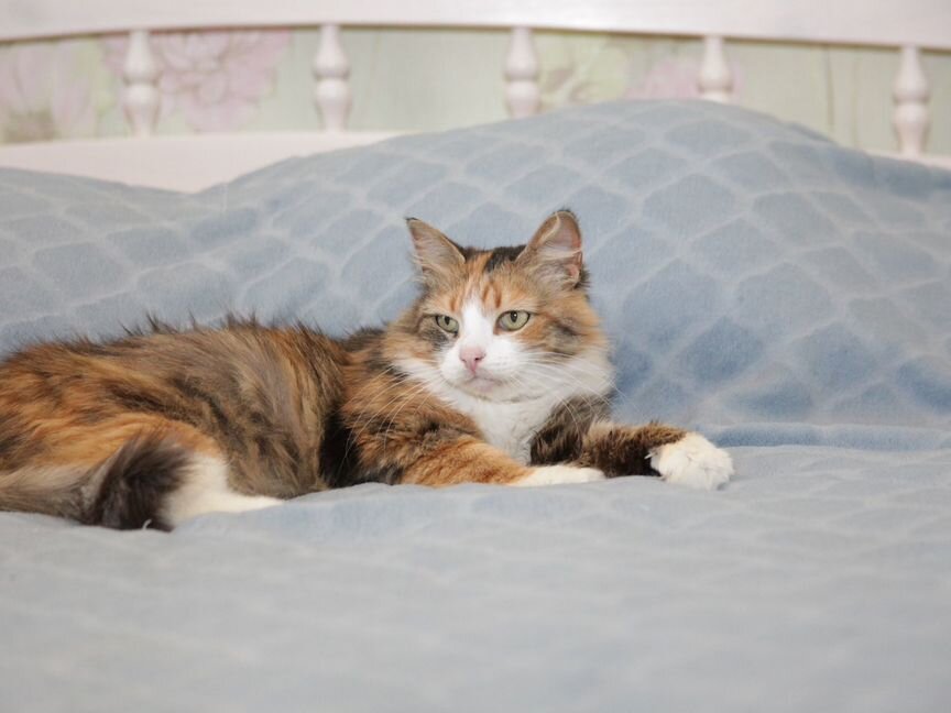 Алисонька очень ласковая кошечка в дар