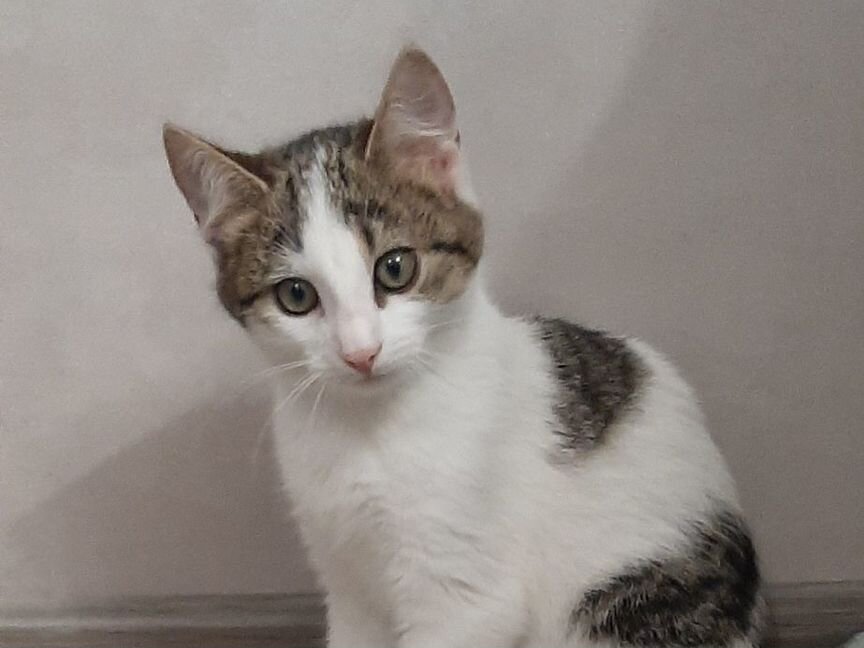Котенок в добрые руки