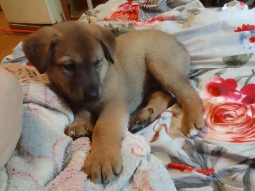 Щенки метисы в добрые руки