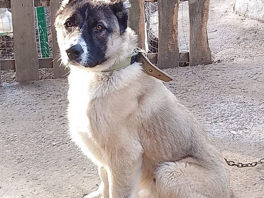 Среднеазиатская овчарка алабай вязка