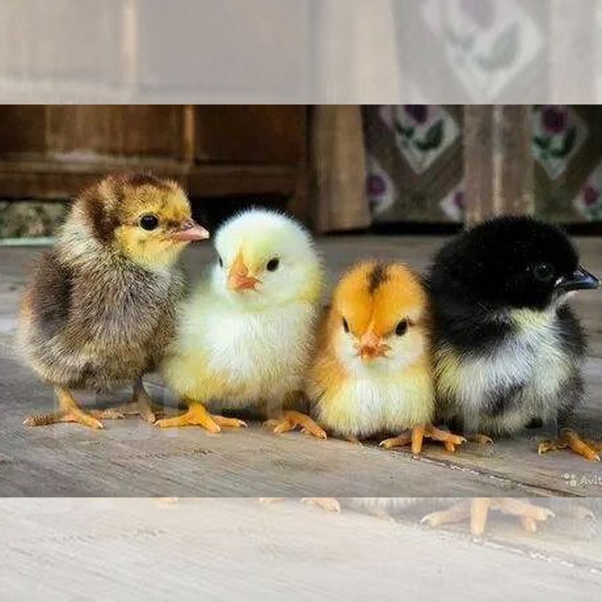 Цыплята несушки