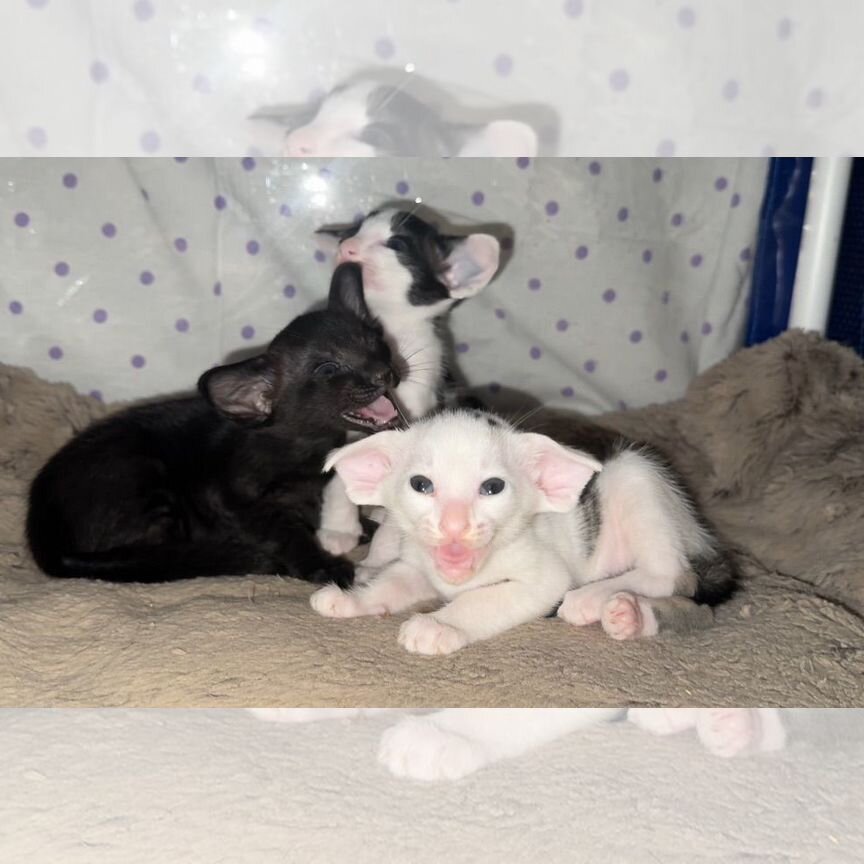Ориентальные котята kitten show