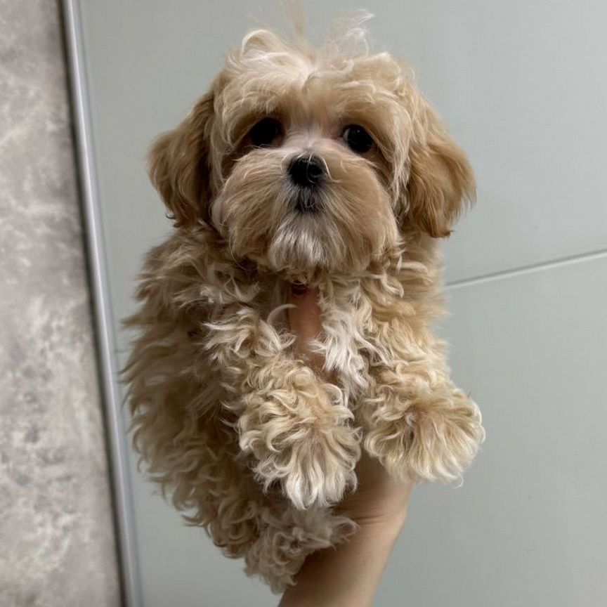 Мальтипу, щенок