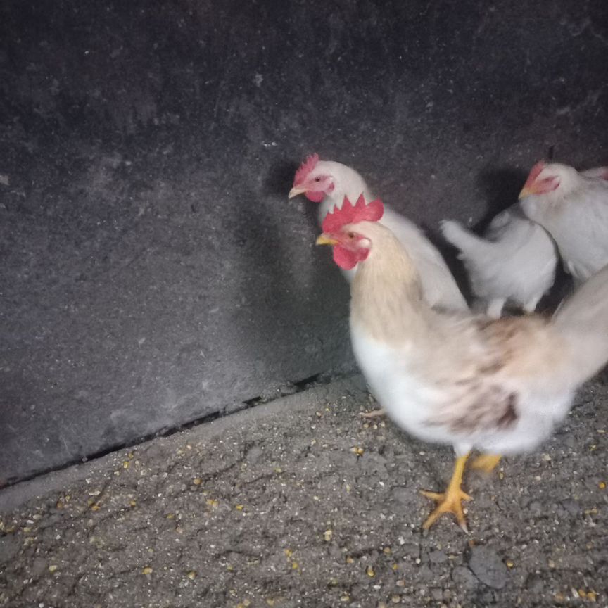 Молодые петухи