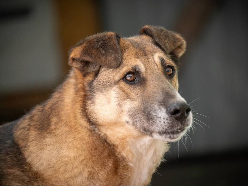 Добродушный Раджа ждёт своего человека