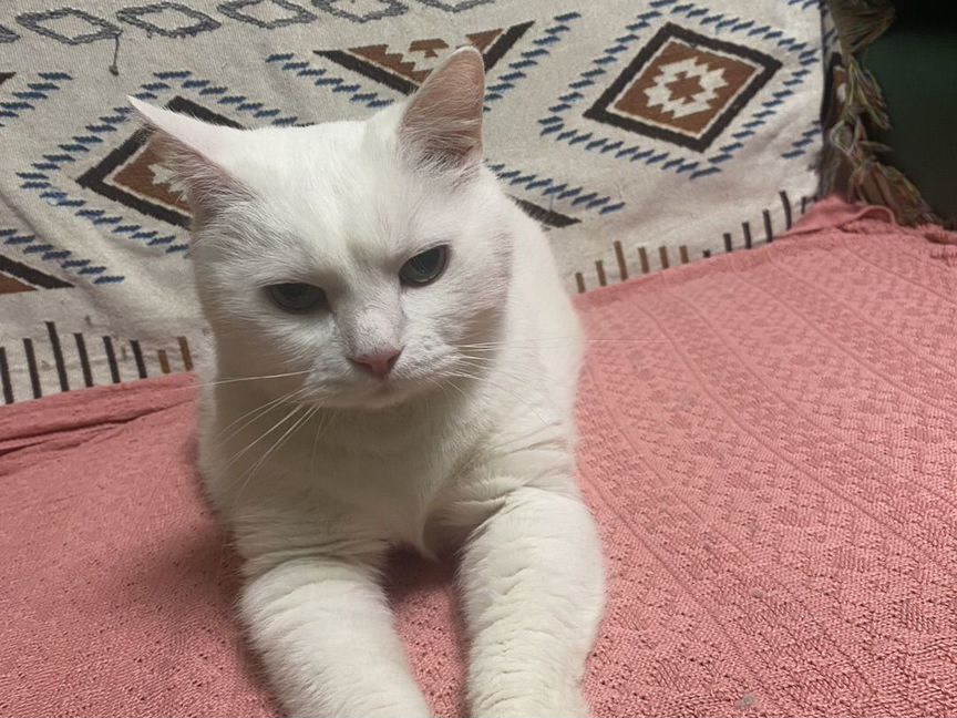 Кот Беляш