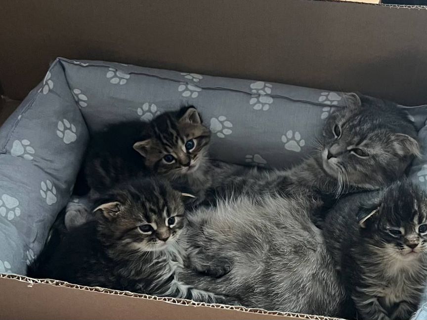 Шотландские вислоухие котята