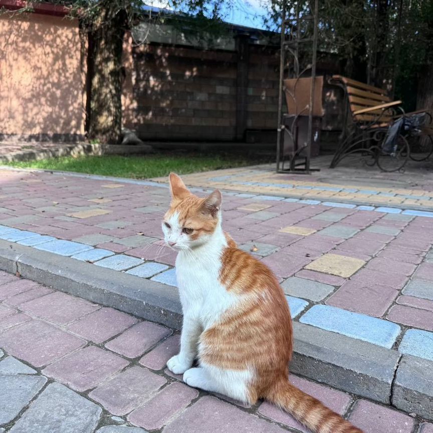 Котик 6-8 мес бесплатно