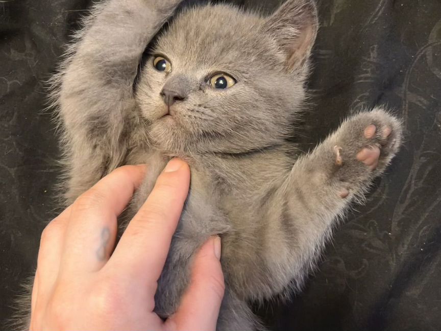 Британские котята