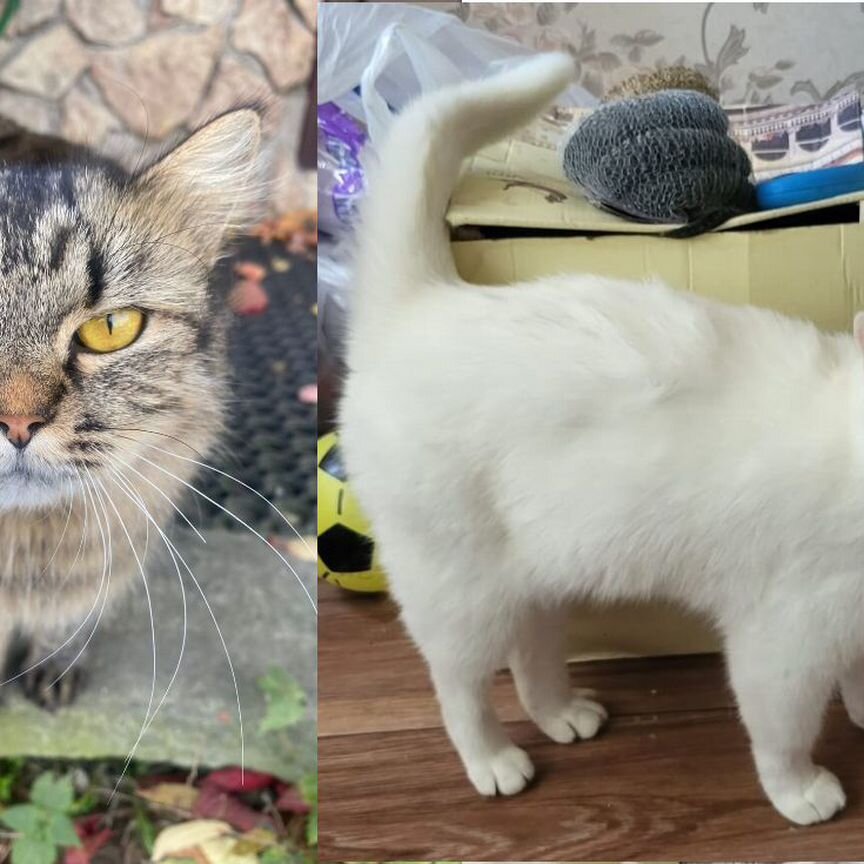 Кошки 2,5 года в добрые руки