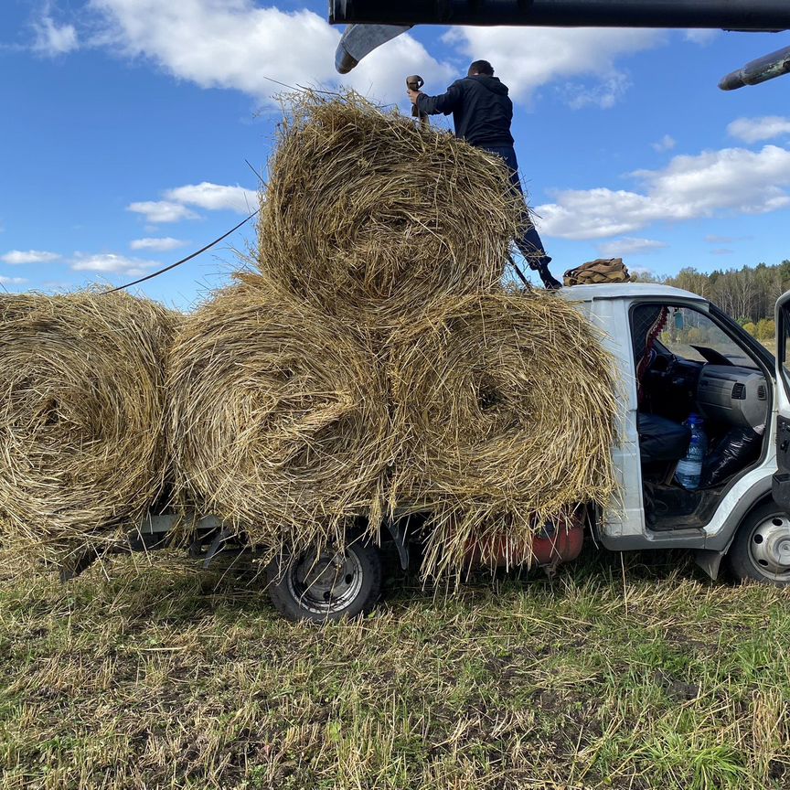 Цена с доставкой Сено необмолоченный овес