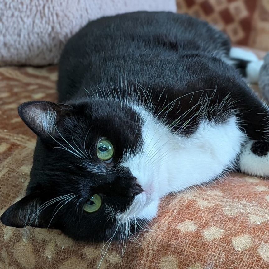 Взрослый кот в добрые руки