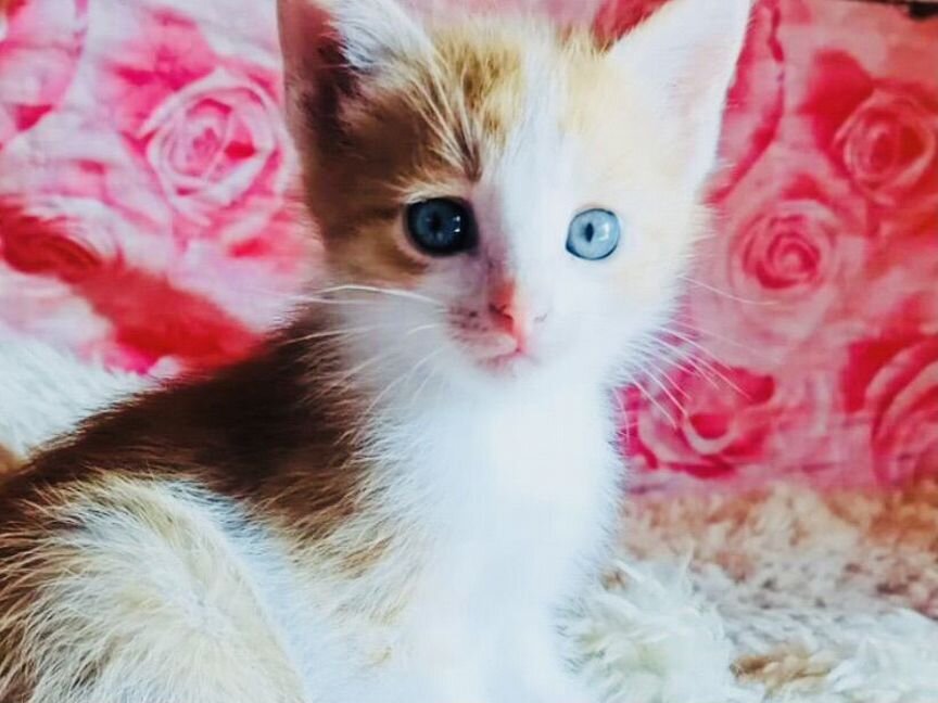 Котенок Маркиз 2 мес