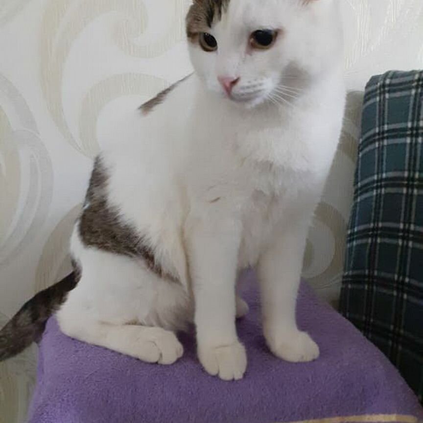 Молодой котик Елисей ищет дом