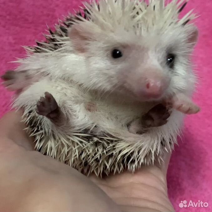 Африканский карликовый ёжик, мальчик