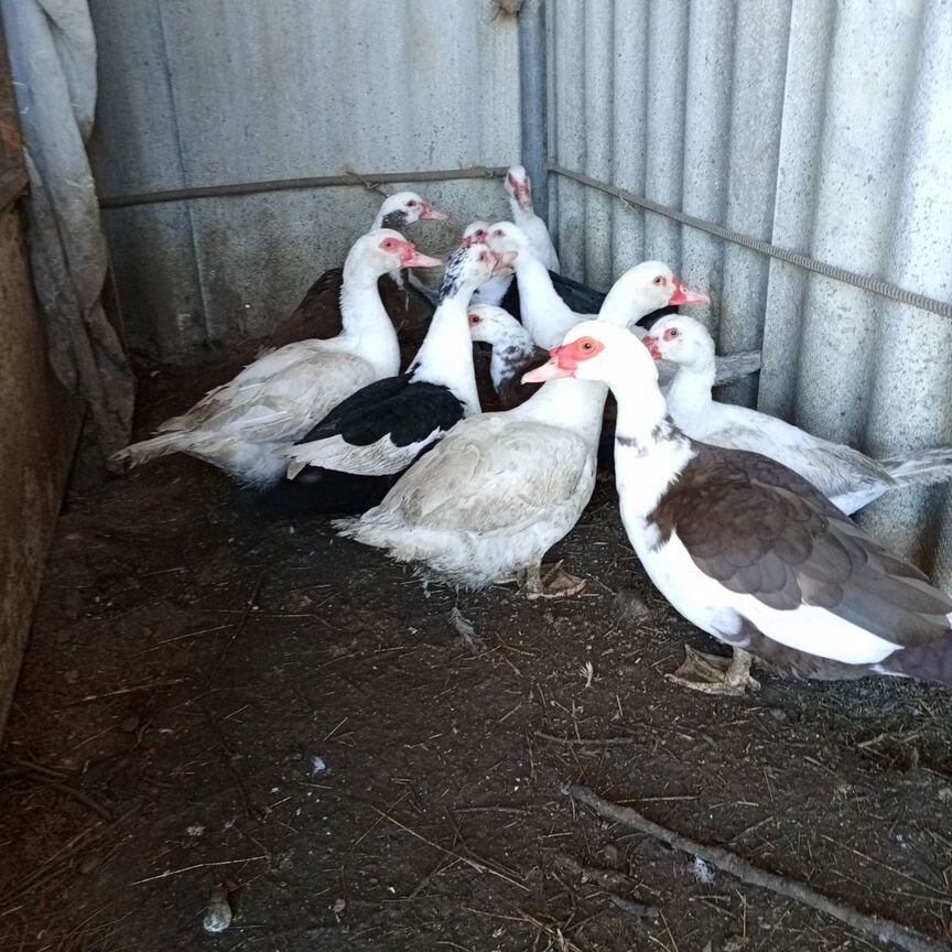 Утки