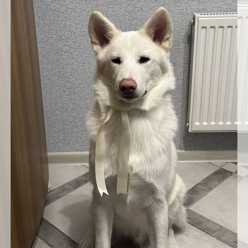 Акита-ину, щенок