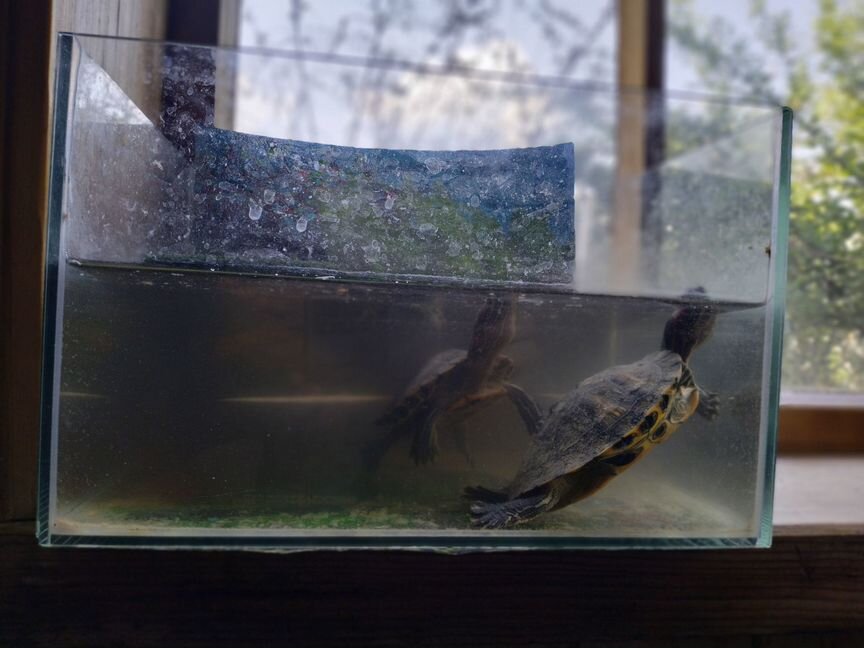 Продам черепах