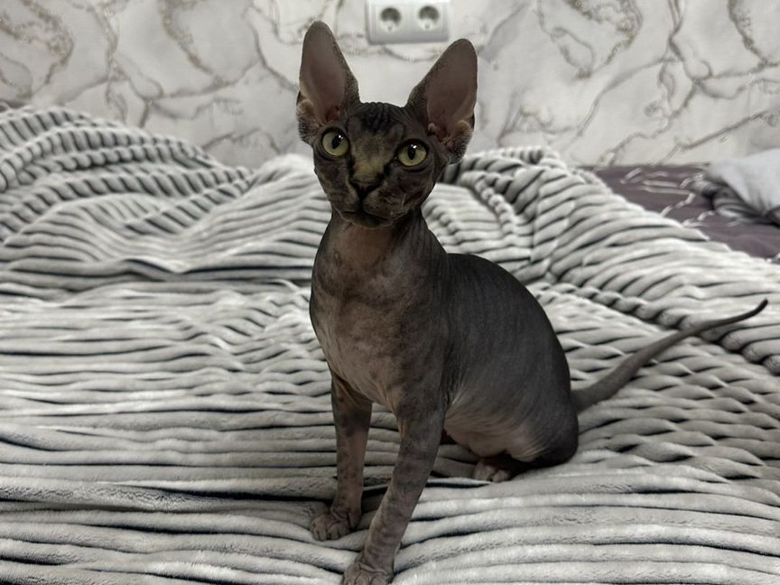 Канадский сфинкс котенок