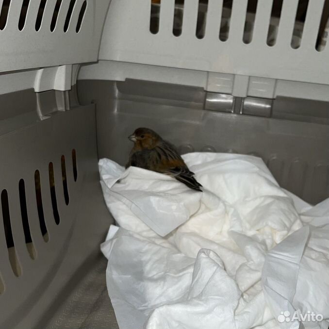 Найдена канарейка бц Квартал зао