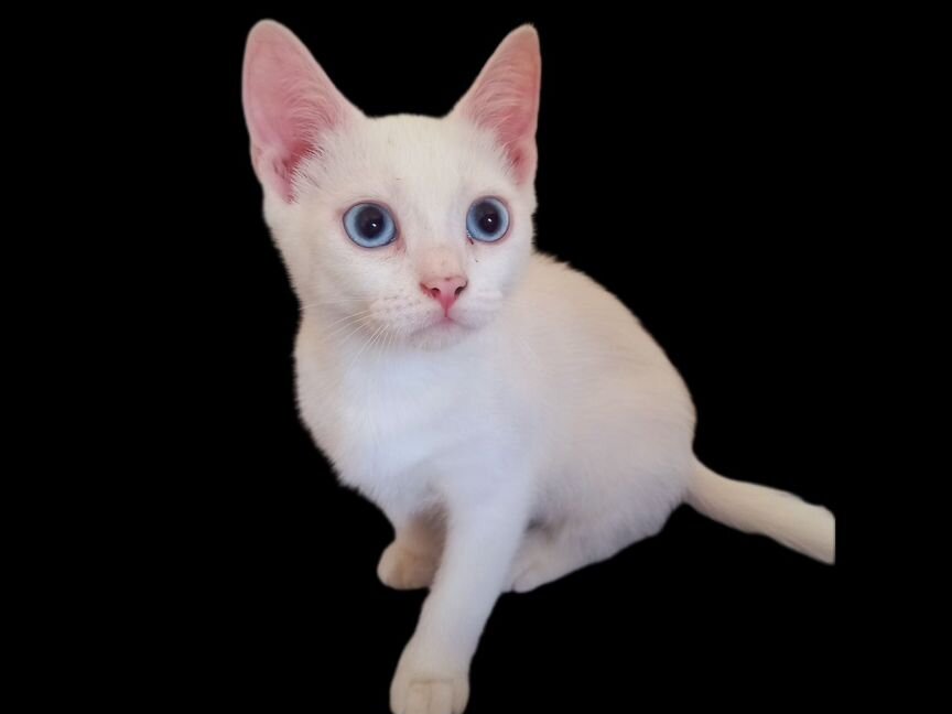 Шотландские котята 3.5 мес