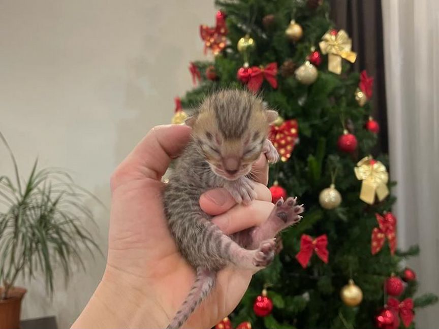 Бенгальские котята