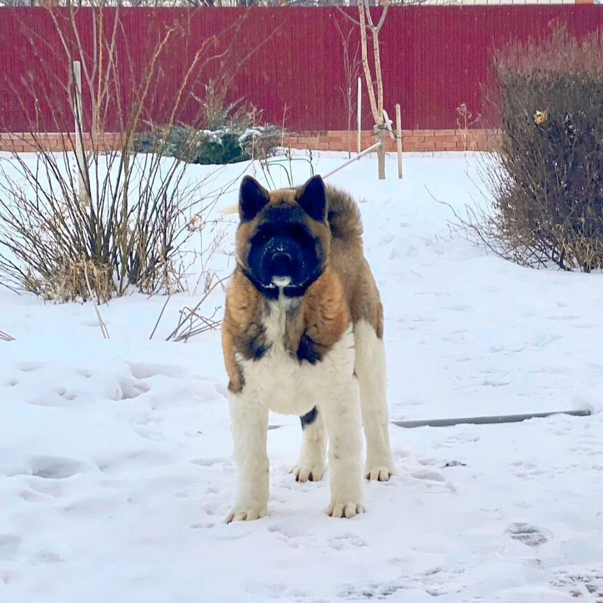 Мальчик американская акита в любимцы
