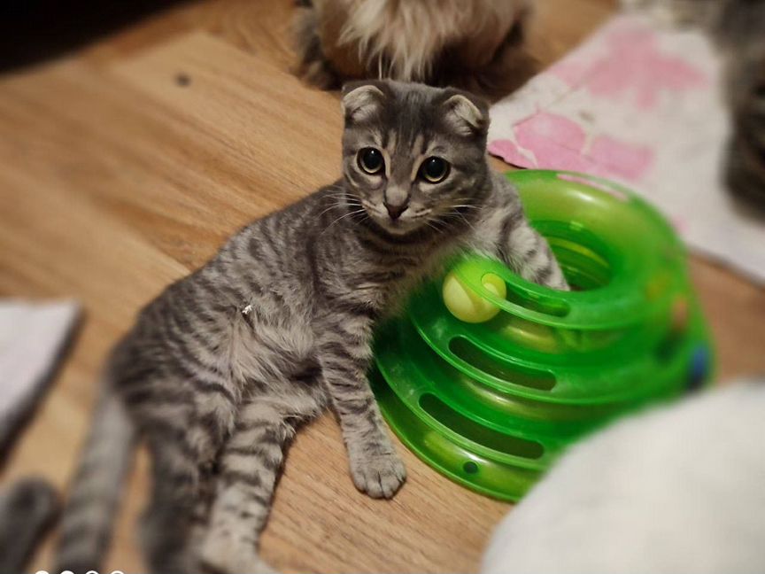 Шотланская вислоухая кошка