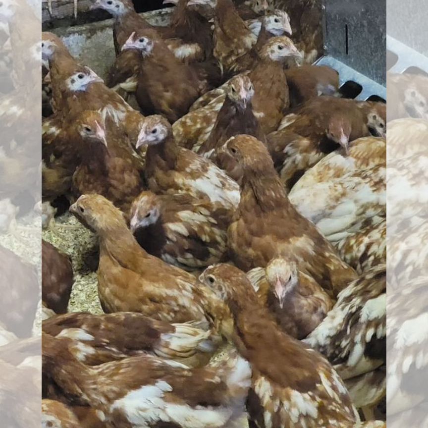 Куры молодки несушки 3.5месяца