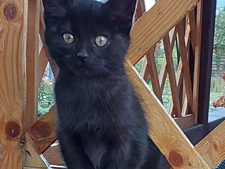 5 девчонок-уголечков - котята в добрые руки