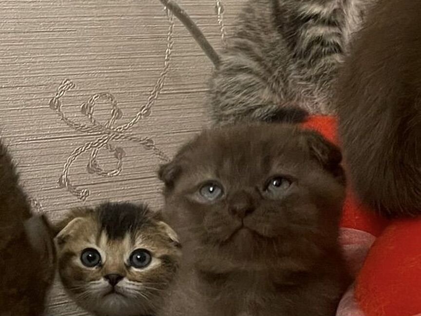Шотландская вислоухая кошка в добрые руки