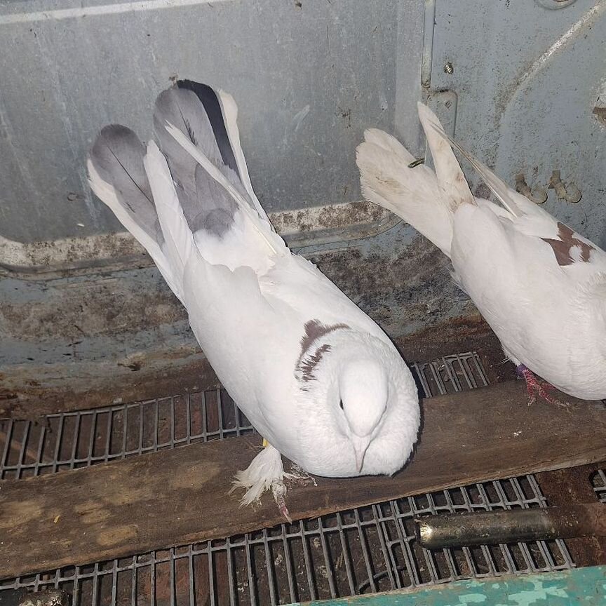 Голуби забивные