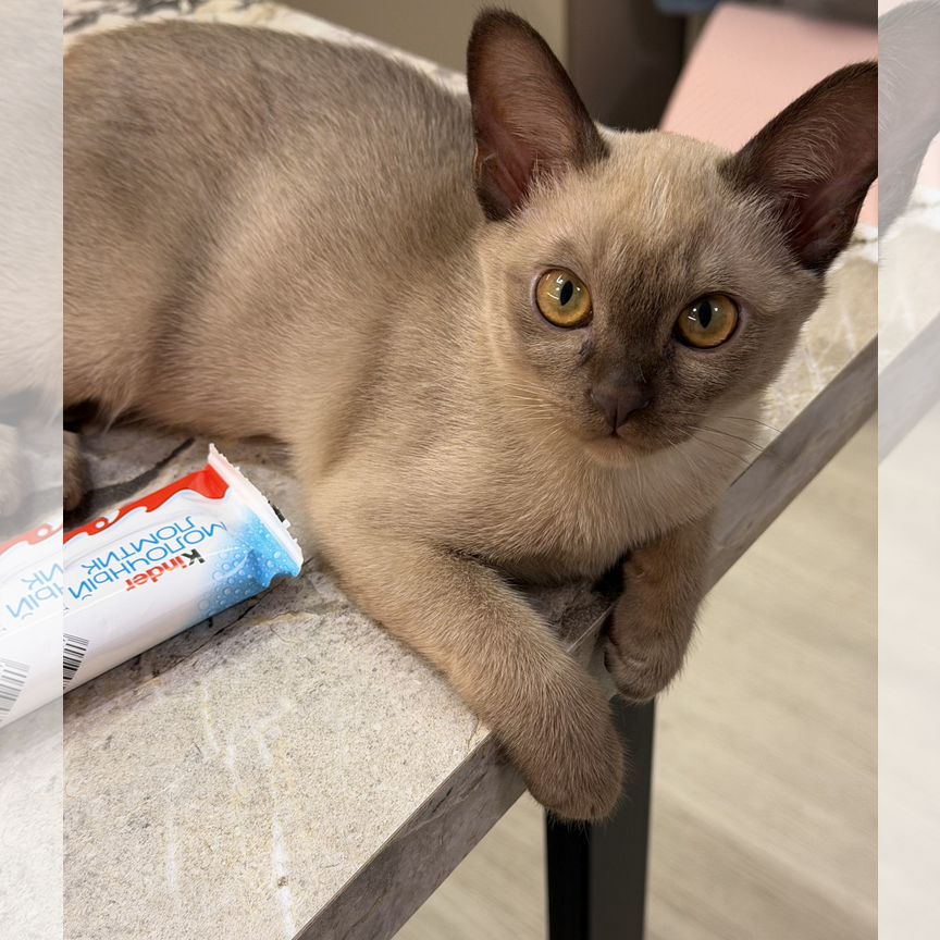 Европейский бурманский котёнок