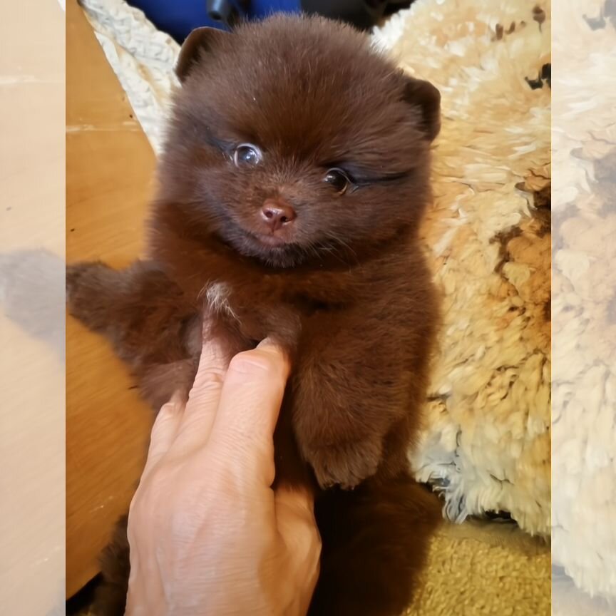 Померанский шпиц, щенок