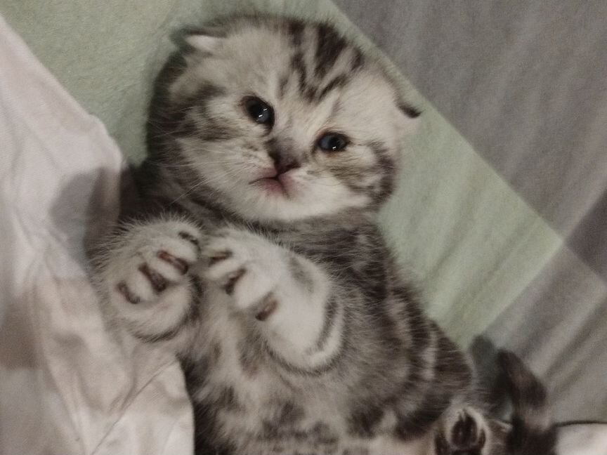 Скоттиш страйт и фолд