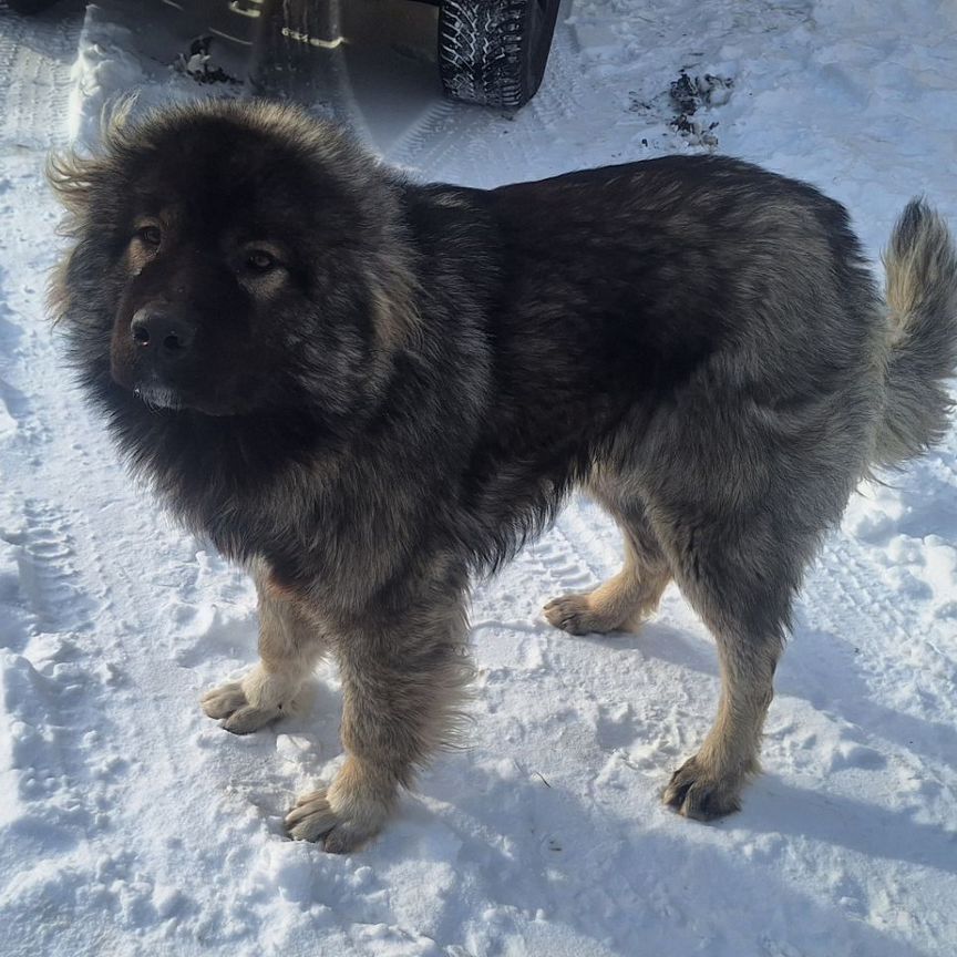 Кавказская овчарка, взрослый пёс