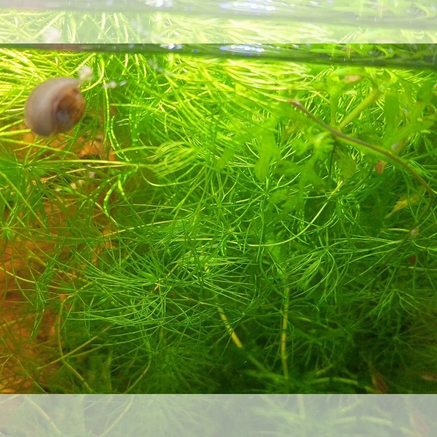 Аквариумные растения,катушки